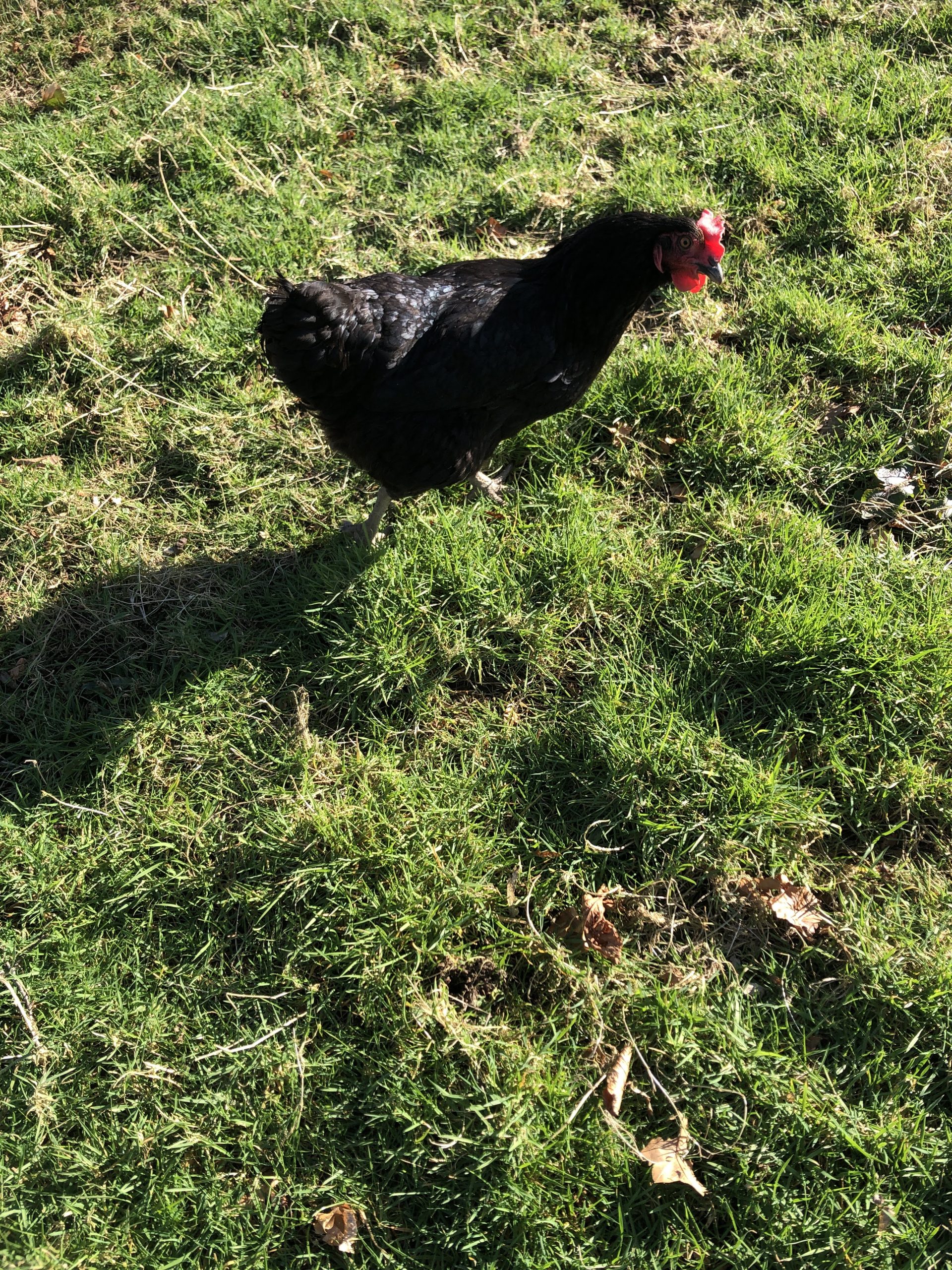 Meet the Chooks